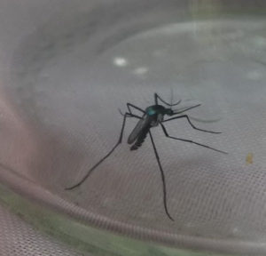 Memórias do Instituto Florestal