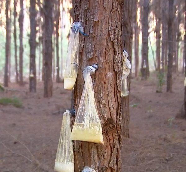 Instituto Florestal testa nova técnica para extrair resina de pinus ...